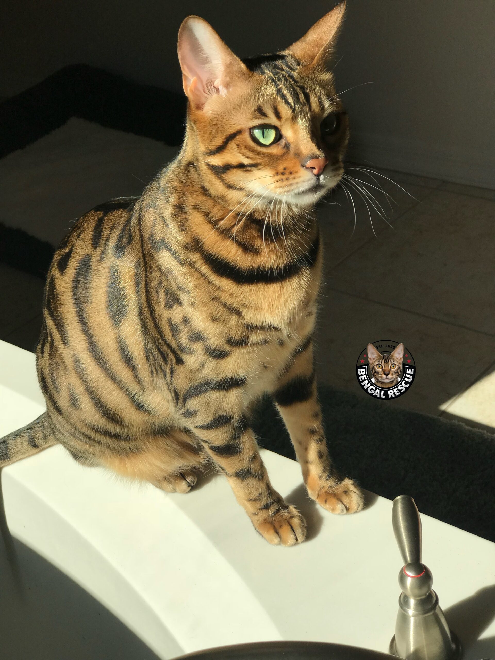 Adopted – Bengal Rescue