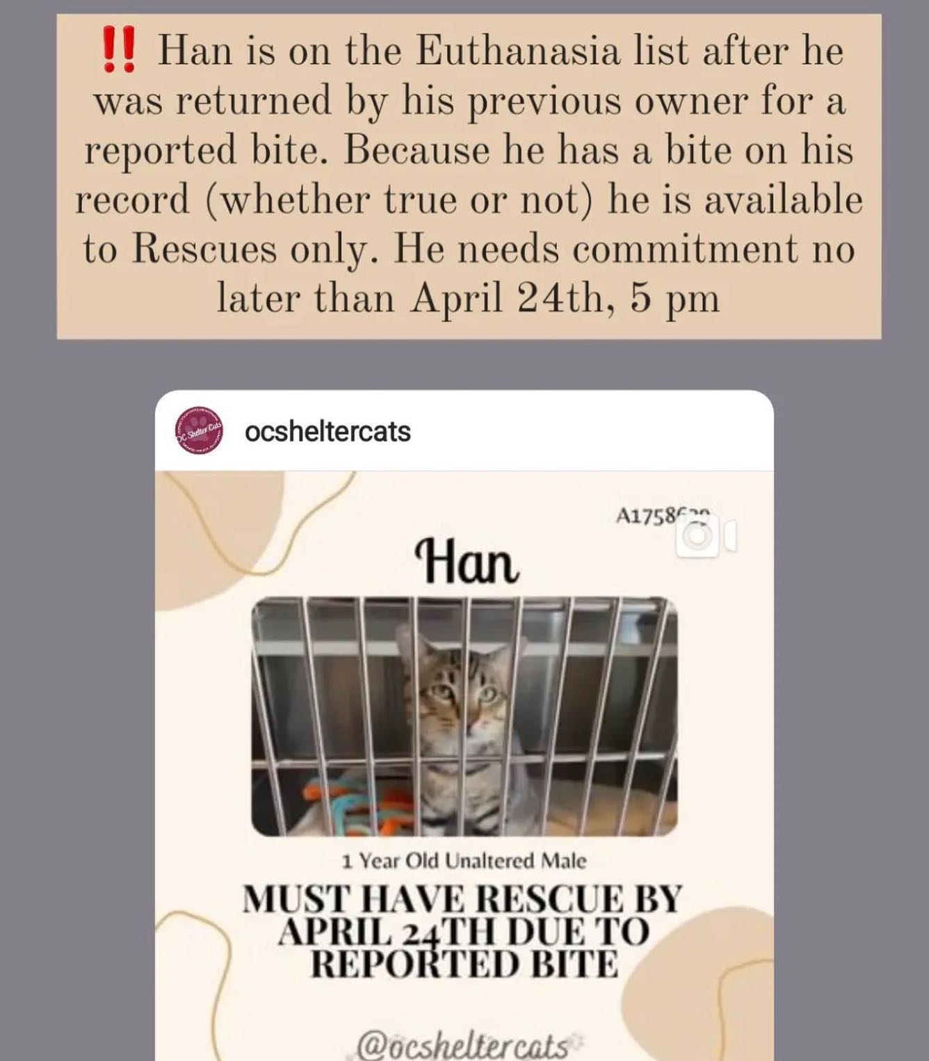 Adopted – Bengal Rescue