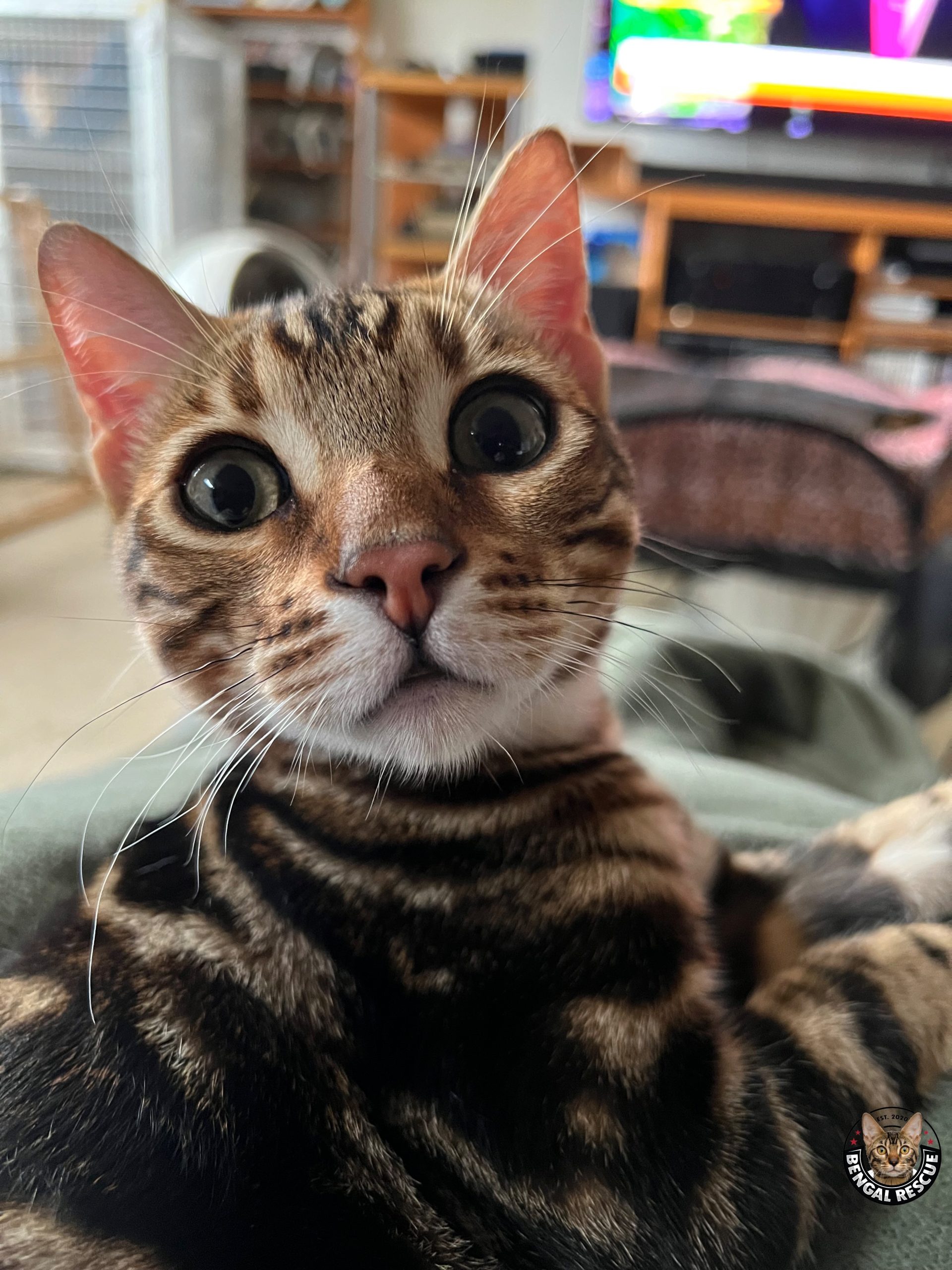 Adopting Your First Bengal? – PING